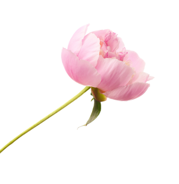 Muse 20ml Roll-on Fragrance Oil – Riddle